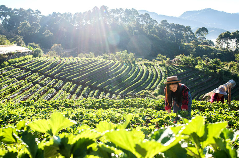 Agricultural Science - Agriculture and Science